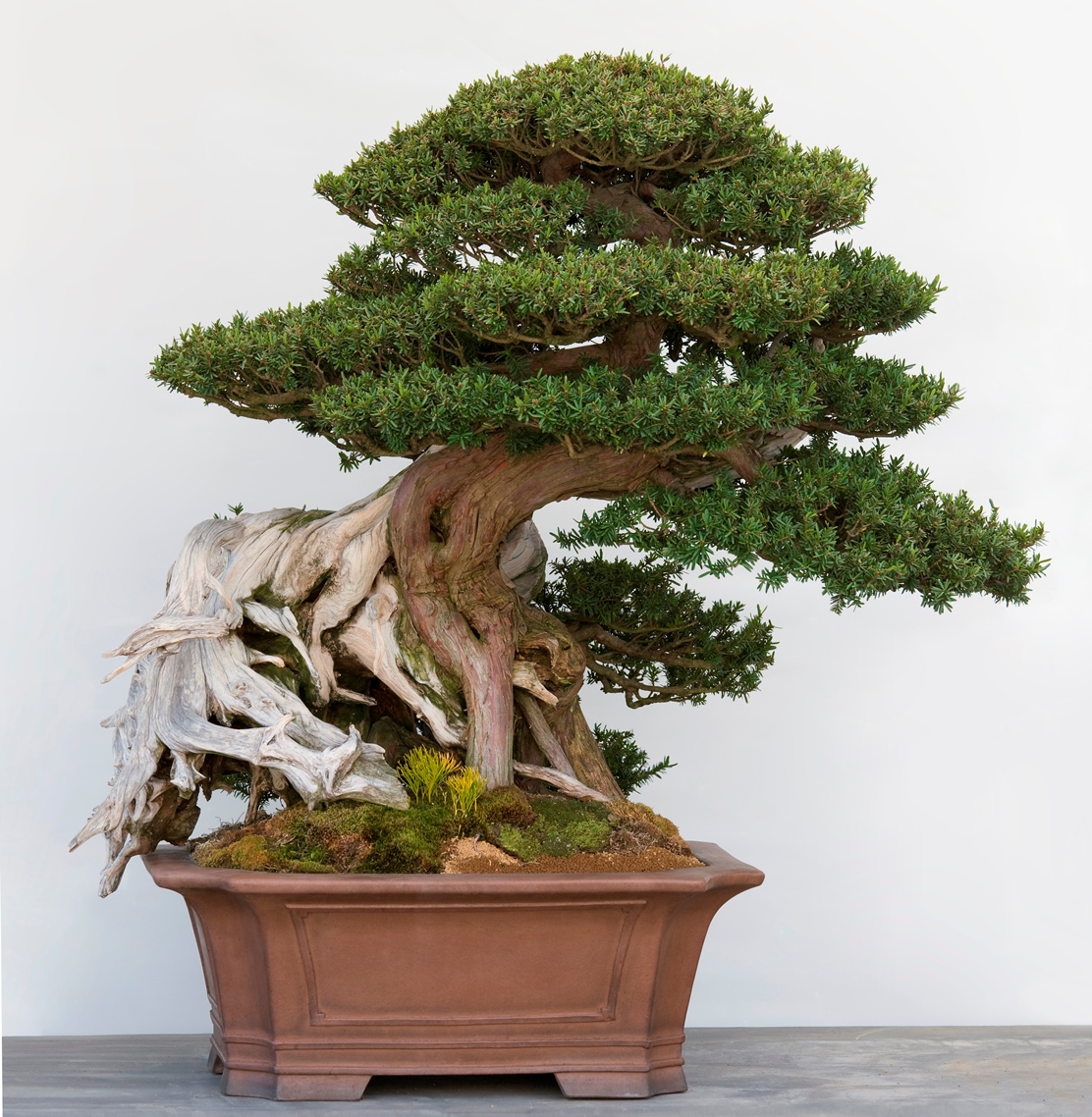 Le più belle piccole gallerie del mondo: il Crespi Bonsai Museum, in ...